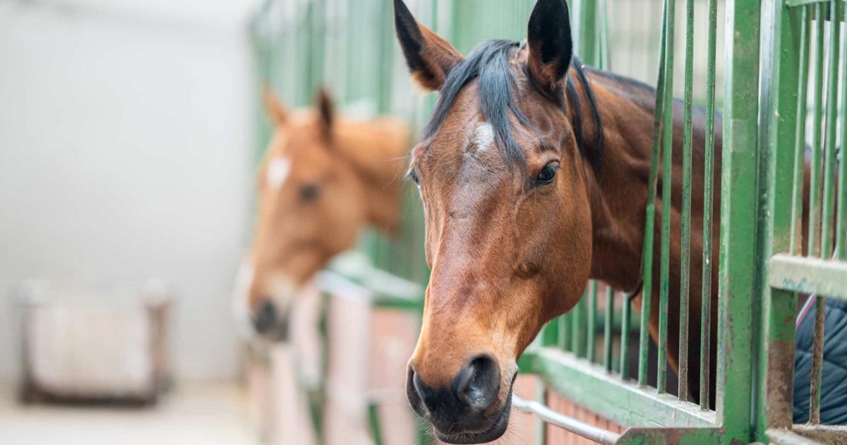 Equine insurance | Howden UK