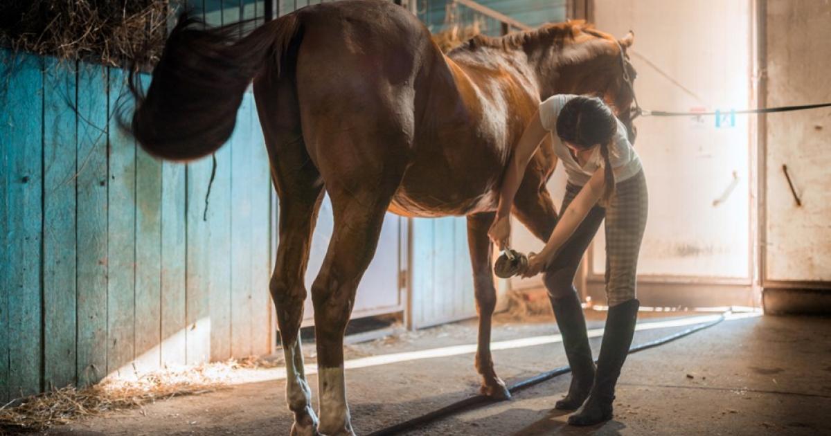 Equine road safety