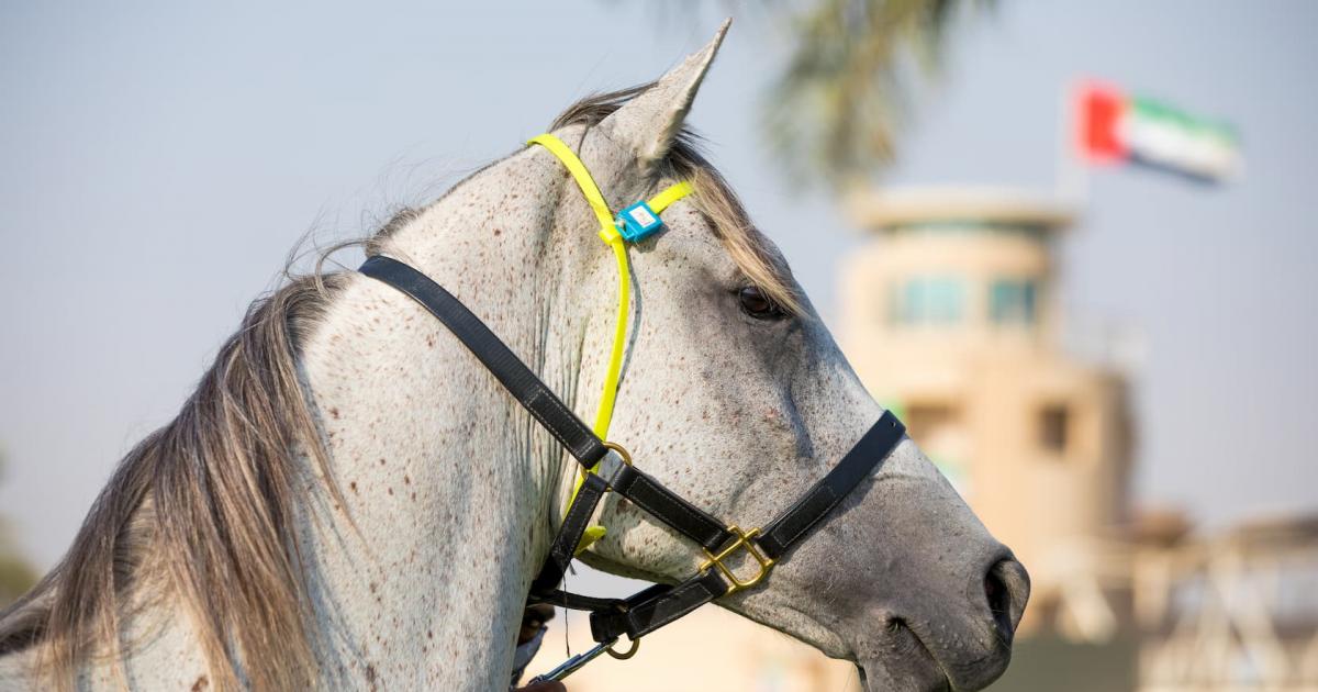 Equestrian and Equine insurance | Howden UAE