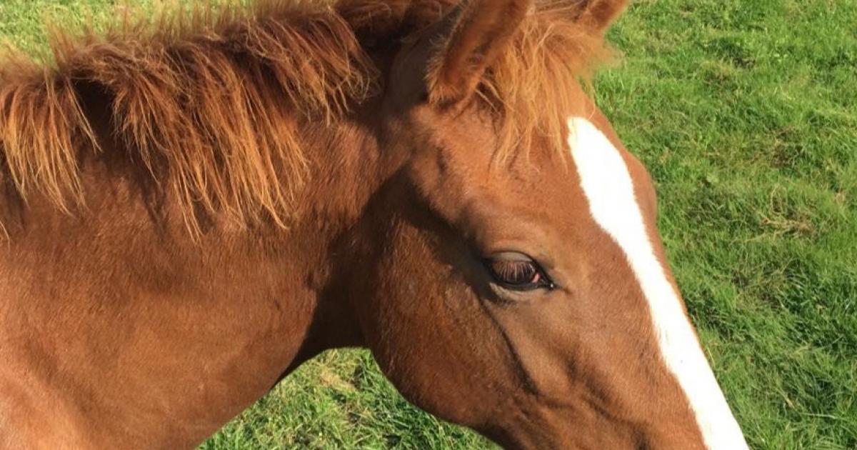 Foal handling: getting it right | Howden UK