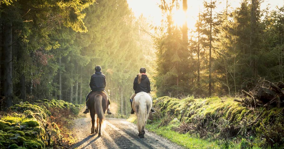 Horse & Pony Insurance