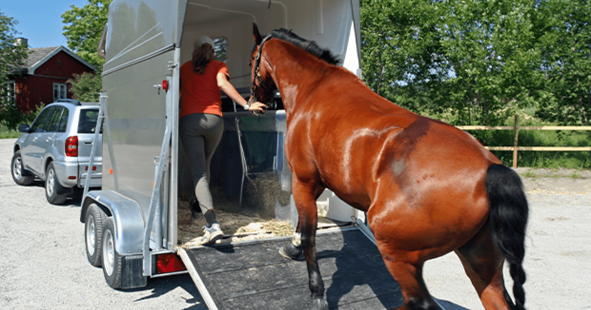 Hold your horses: essential know-how for safe equine transportation ...